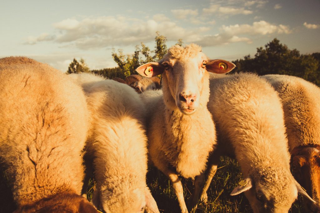 Hornofalcký skanzen zve na výlet do Bavorska - Pro kulturu